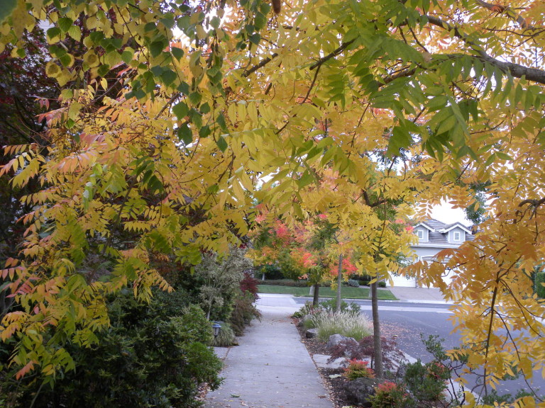 Median strip landscaping - a gardening opportunity | Details Landscape Art